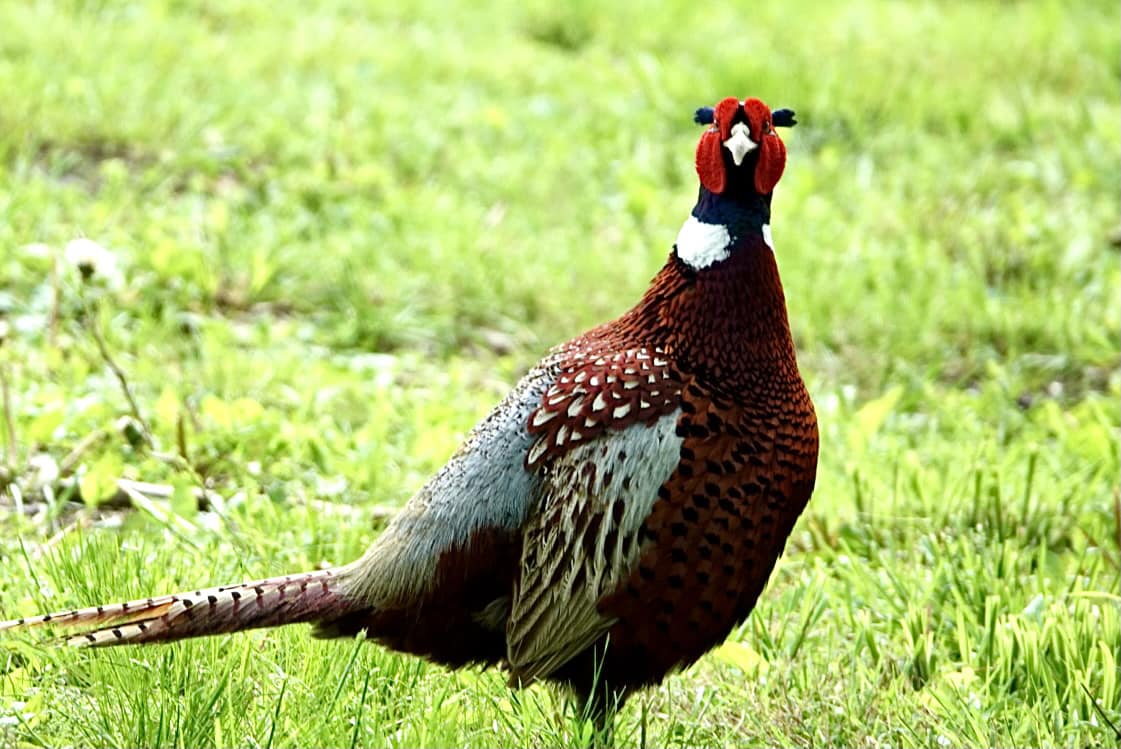 Home | Cherrybend Pheasant Farm